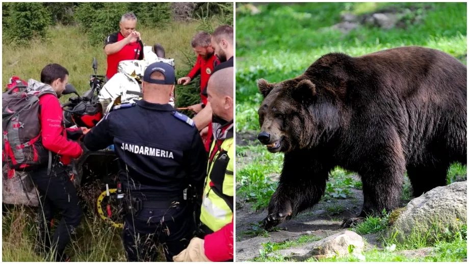 Turist ATACAT de URS pe Transfăgărășan! - Ziarul Top